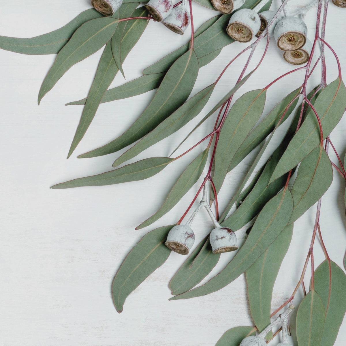 Buy Pure Blue Gum Eucalyptus Essential Oil in Australia – Botanic ...